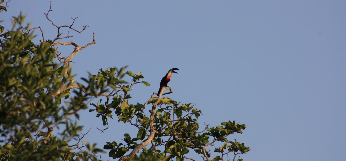 Home | Real Amazon Experience - Discover your Amazon