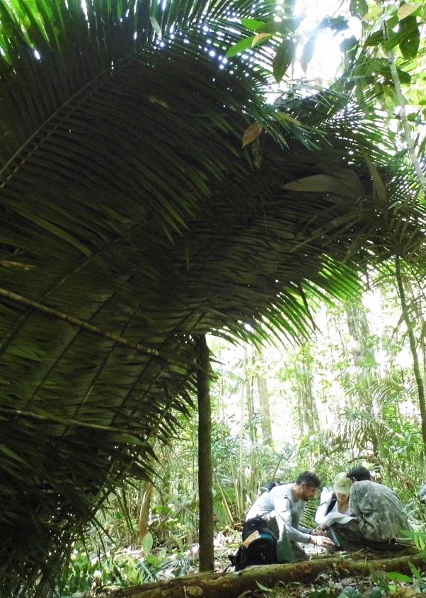 Jungle Tours | Real Amazon Experience - Discover your Amazon